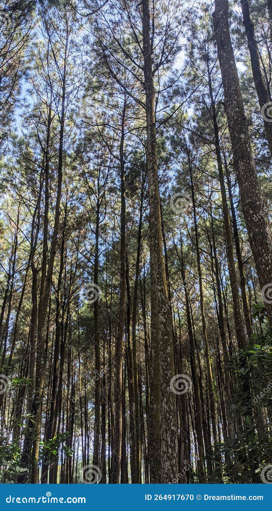 Shady evergreen tree stock photo. Image of branch, leaf - 264917670