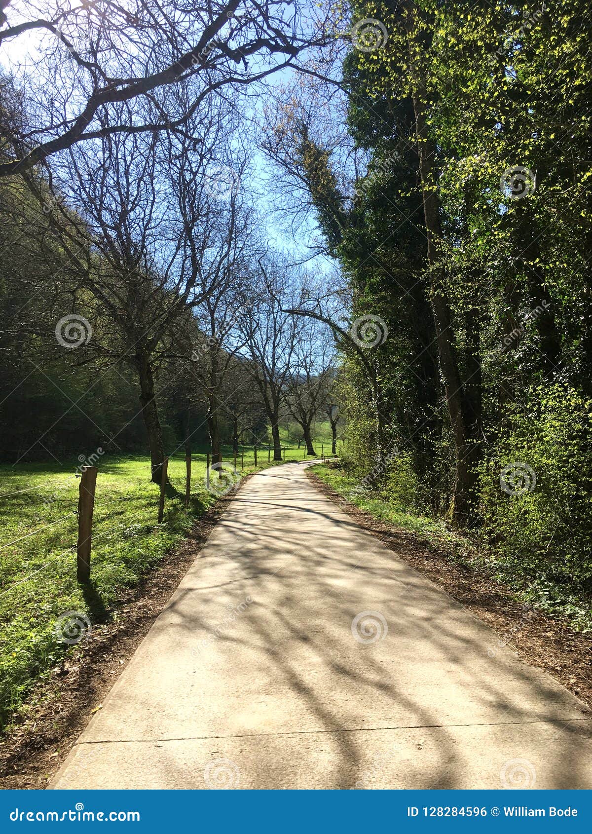 Shady Foot Path Lined with Trees Stock Photo - Image of paved, curve ...