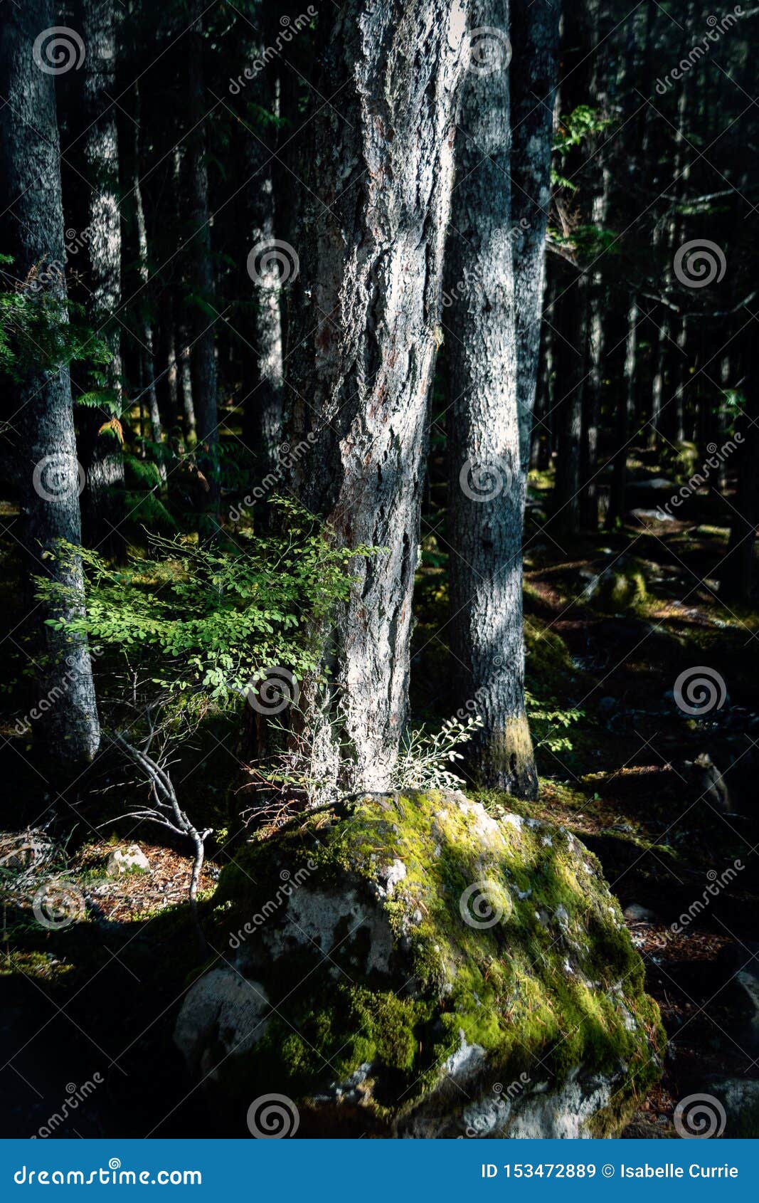 Shady Forest in Dappled Light Stock Image - Image of green, nature ...