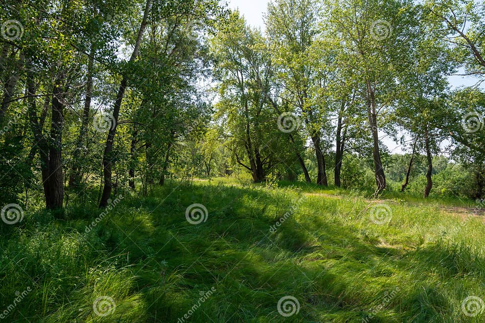A Shady Forest Glade on a Sunny Day Stock Image - Image of glade, path ...