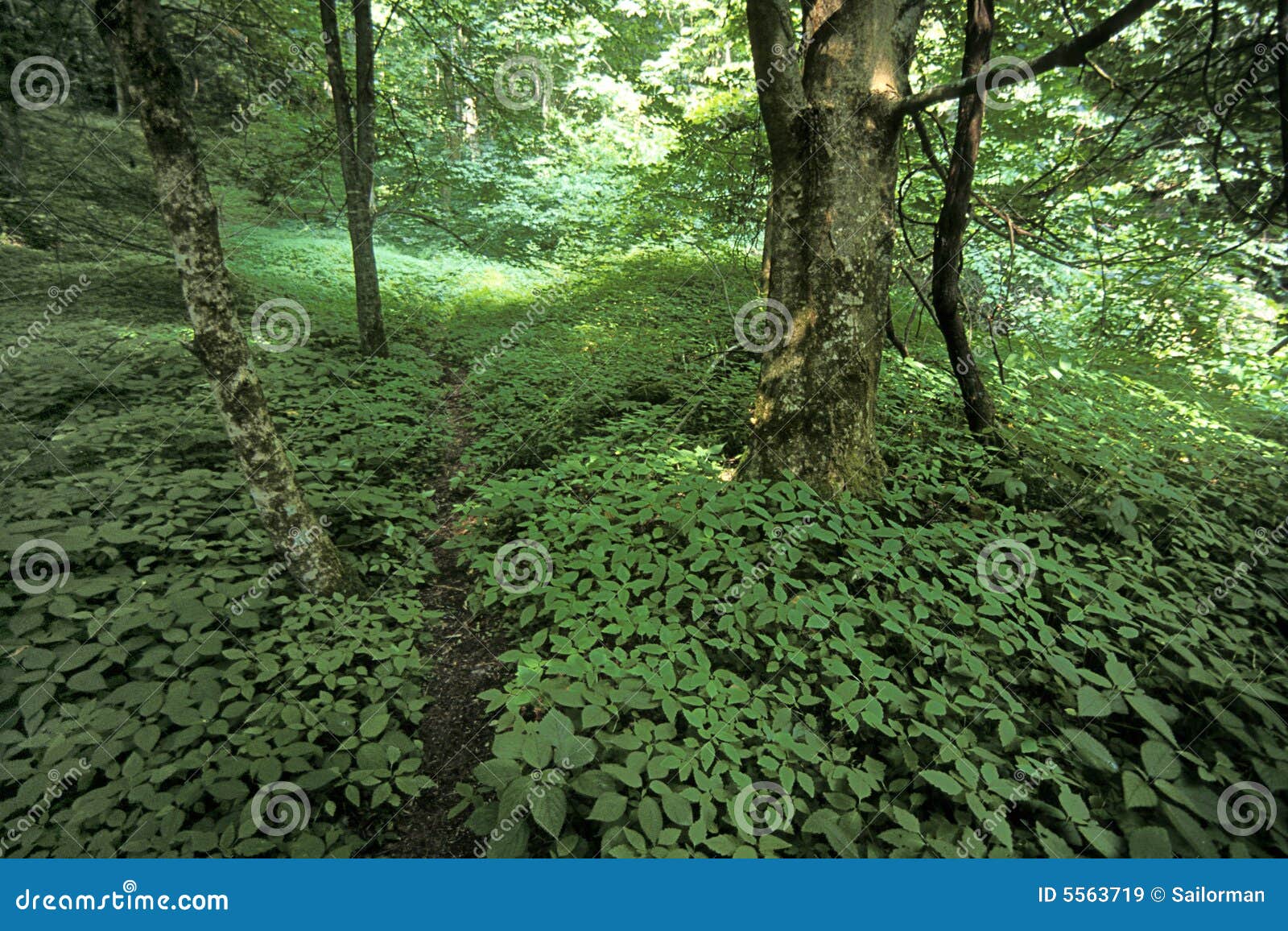 Shady forest grove stock image. Image of hiking, canopy - 5563719