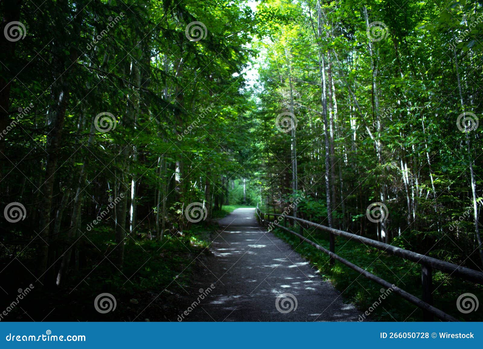 Shady Forest Path Separated by a Fence Stock Photo - Image of bushy ...