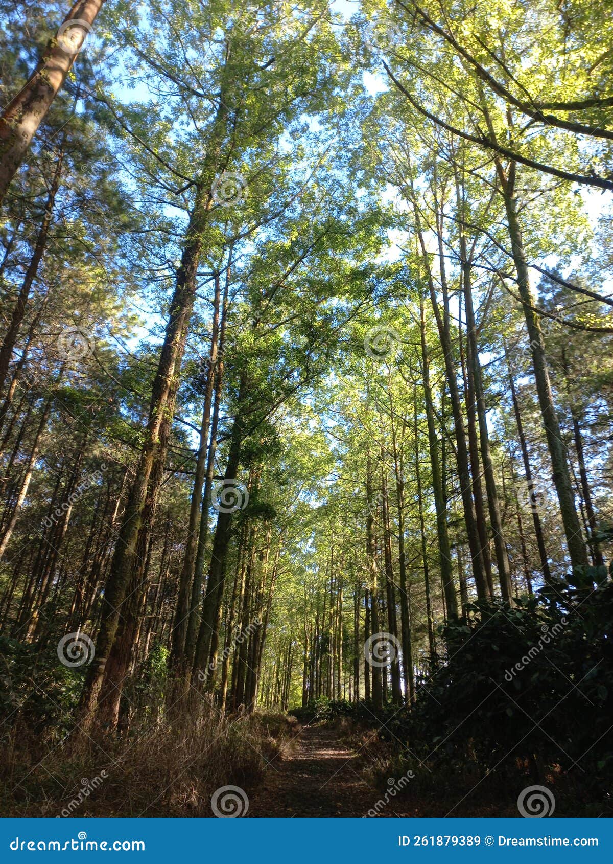 Shady Forest with Pine Trees Around Stock Image - Image of leaf, forest ...
