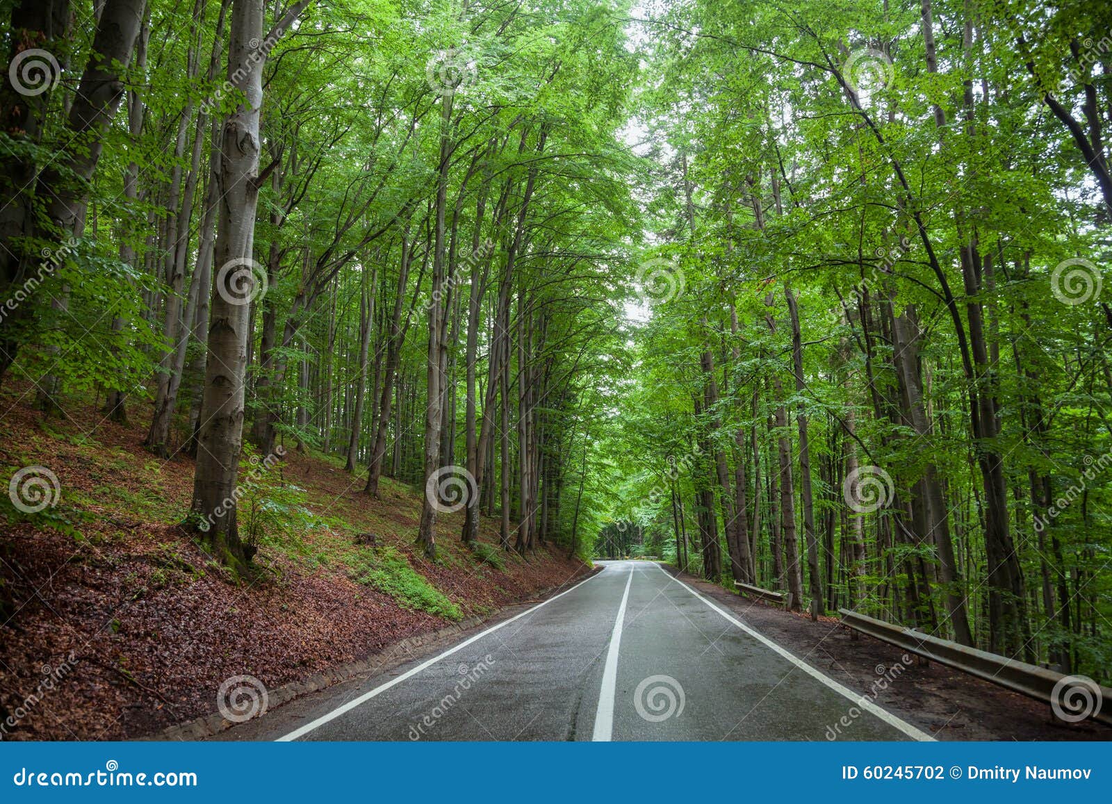 Shady forest road stock photo. Image of thicket, trip - 60245702