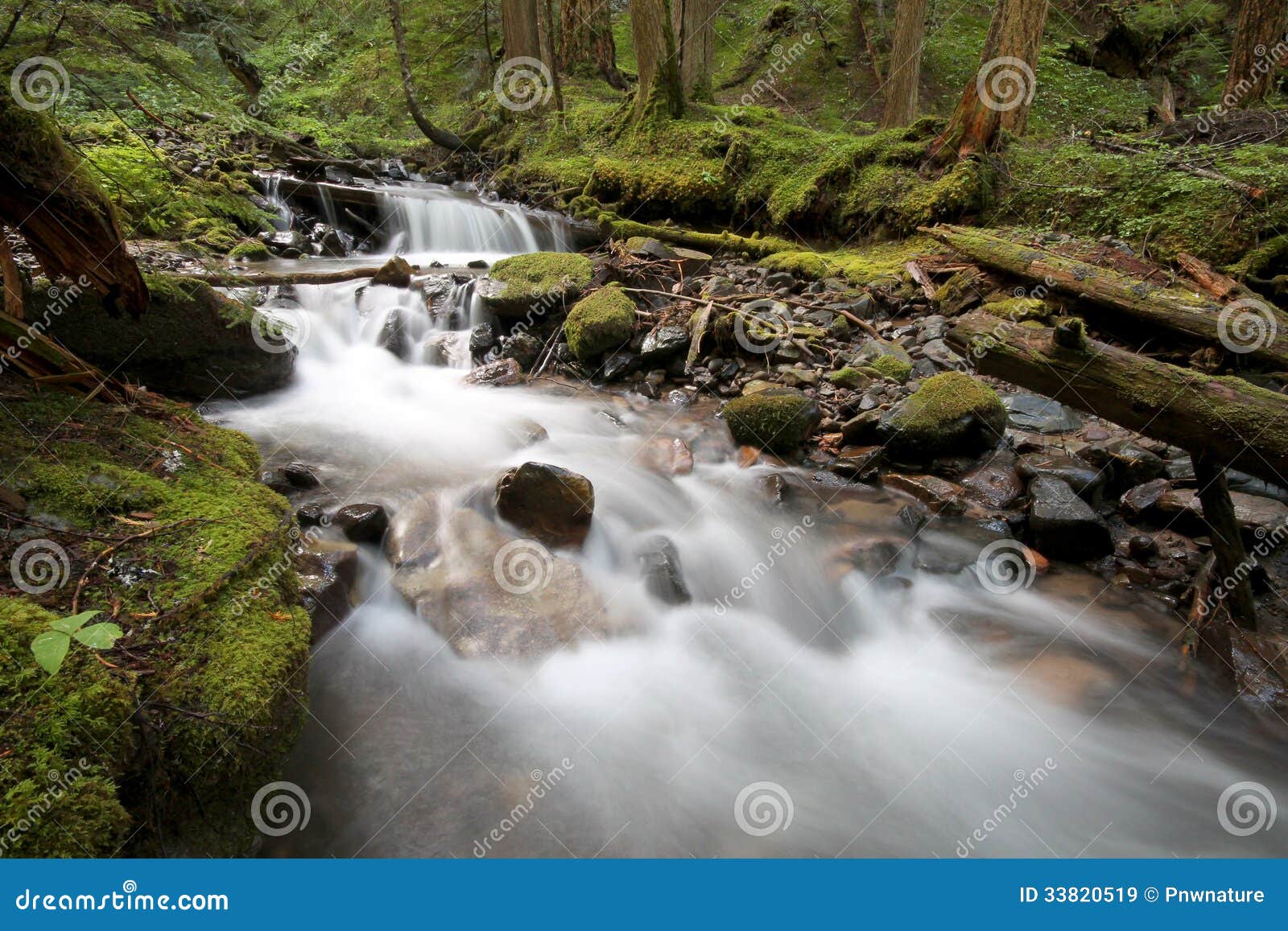 Shady Forest Stream stock image. Image of green, shade - 33820519