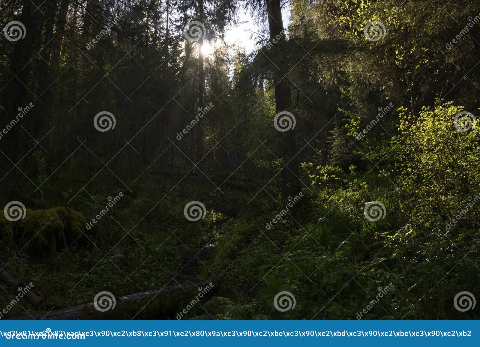 Shady forest thicket stock image. Image of organic, northern - 119353515