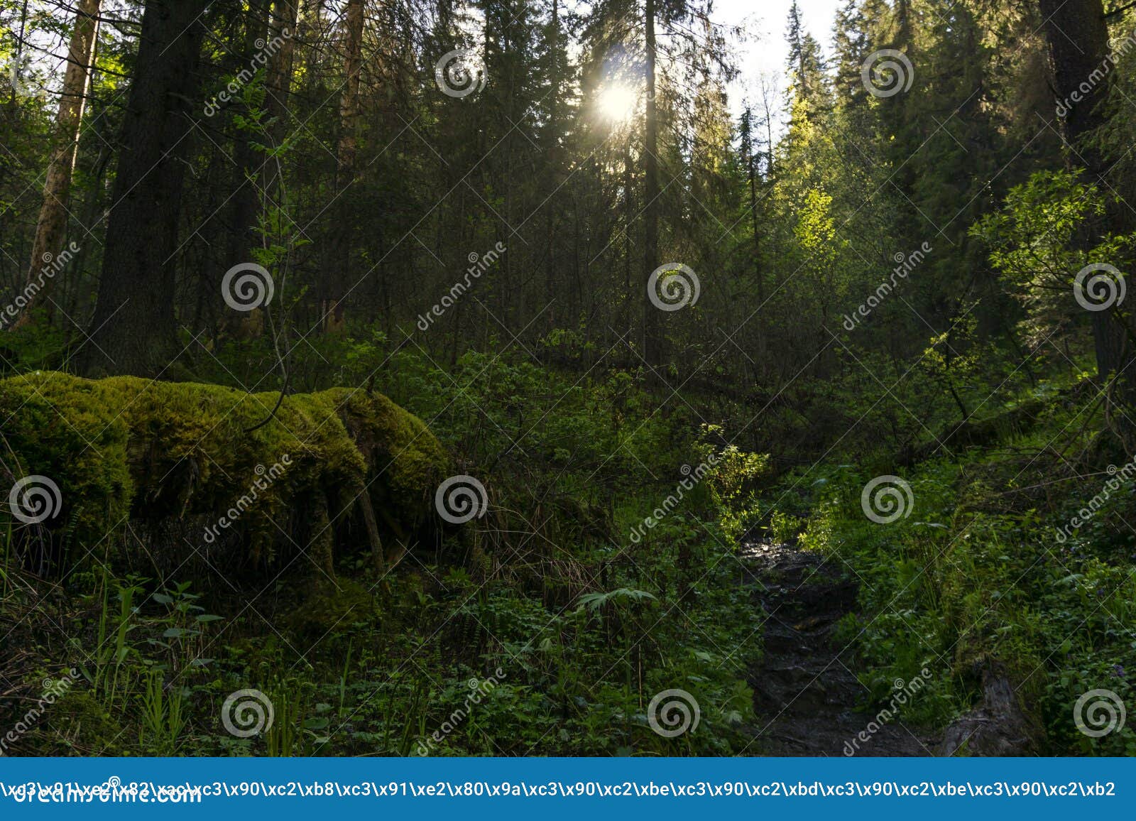 Shady forest thicket stock photo. Image of foliage, hollow - 119512958