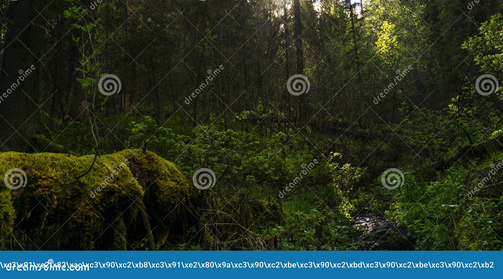 Shady forest thicket stock photo. Image of mountain - 119166472