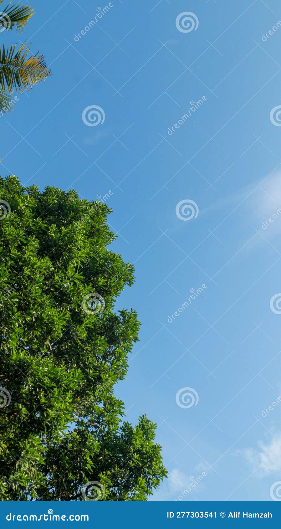 Shady Green Trees with Blue Sky and White Clouds Stock Image - Image of ...