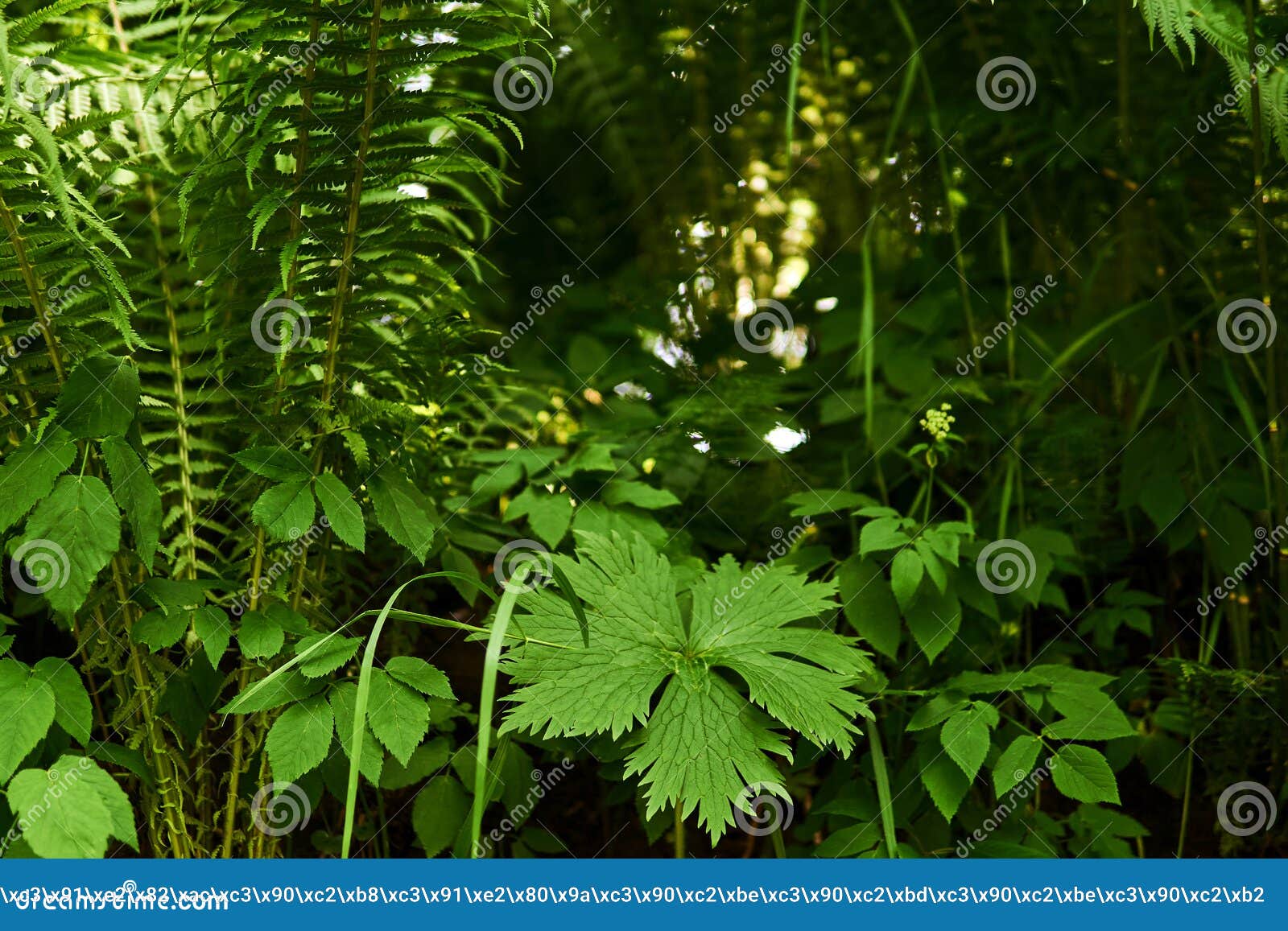 Shady Herbaceous Underbrush, Bottom View Stock Photo - Image of ...