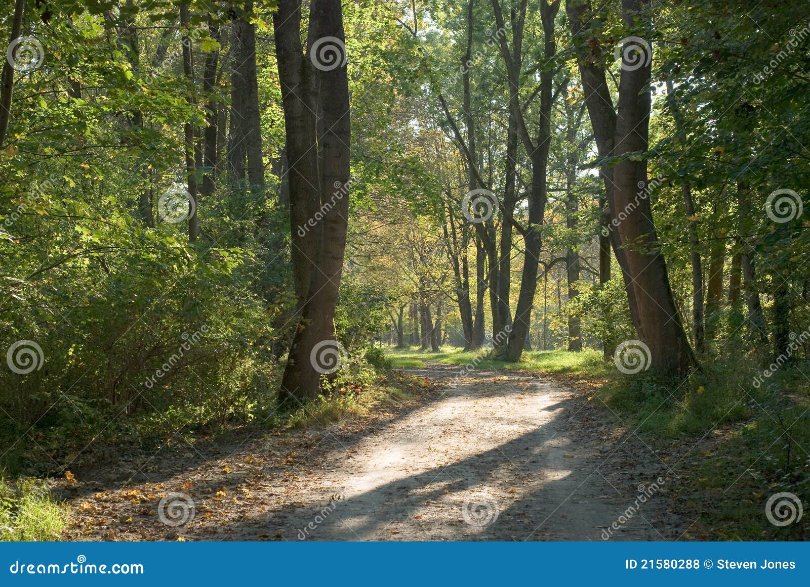 Shady Lane in Early Autumn stock photo. Image of season - 21580288