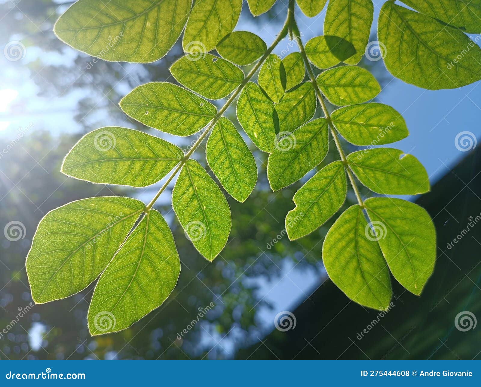 Shady Leaves in a Beautiful Forest Under the Morning Sun Stock Photo ...