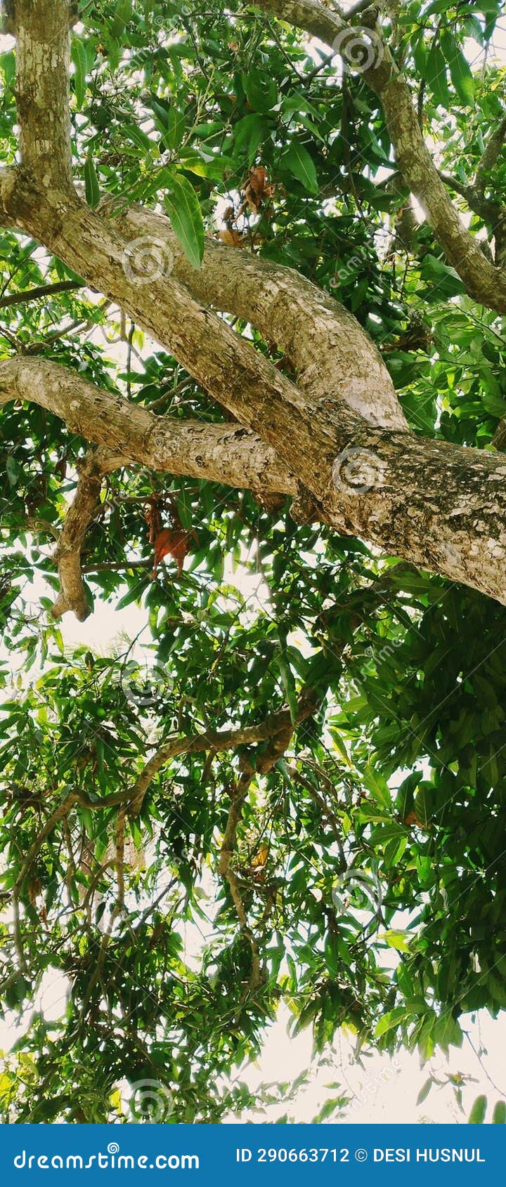 Shady mango tree stock photo. Image of mango, leaf, green - 290663712