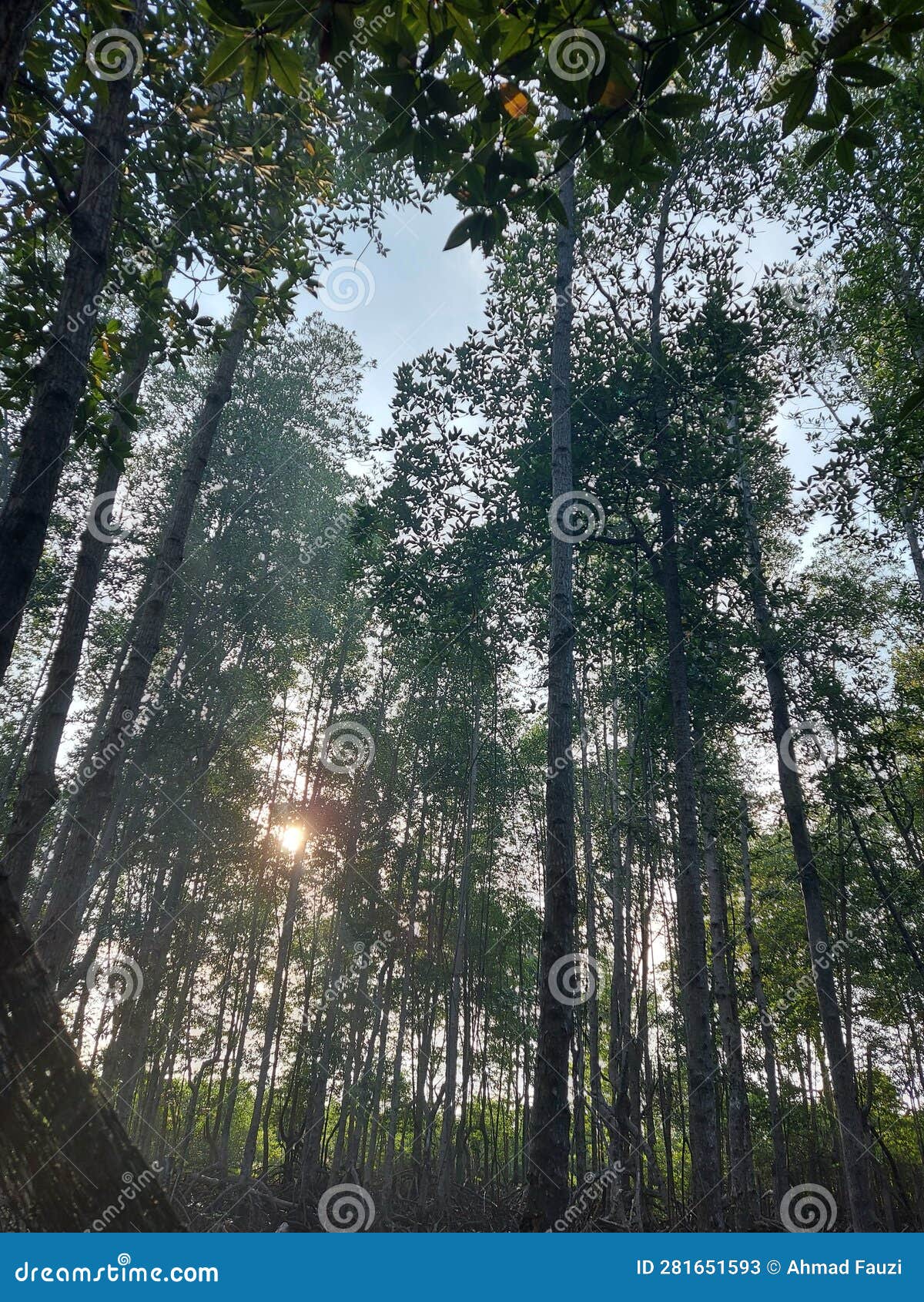 Shady Mangrove Forests and Support the Surrounding Creatures Stock ...