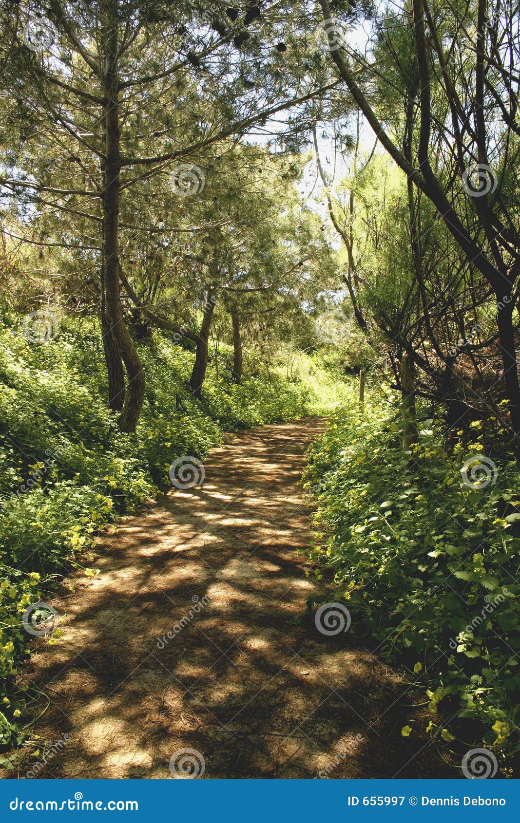 Shady Path stock image. Image of leaves, tree, walk, path - 655997