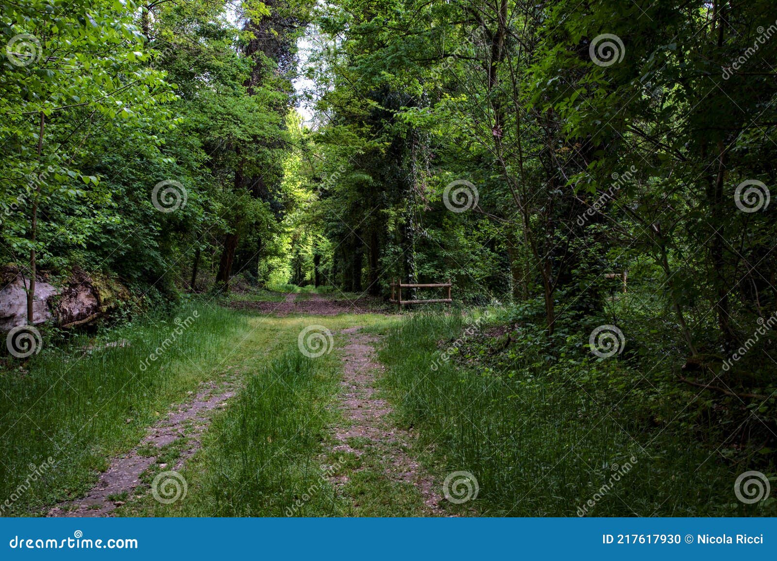 Shady Path Bordered by Trees in a Park in the Italian Countryside Stock ...
