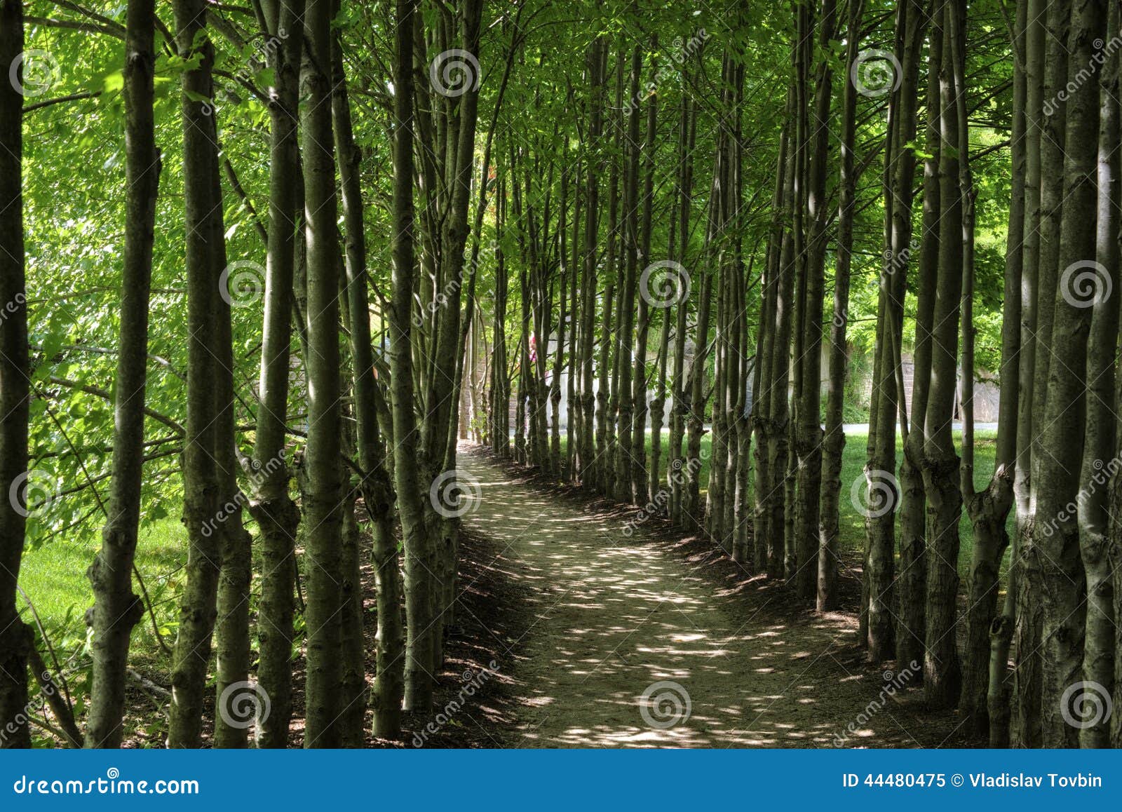 Shady Path stock image. Image of crone, tree, curvy, pond - 44480475