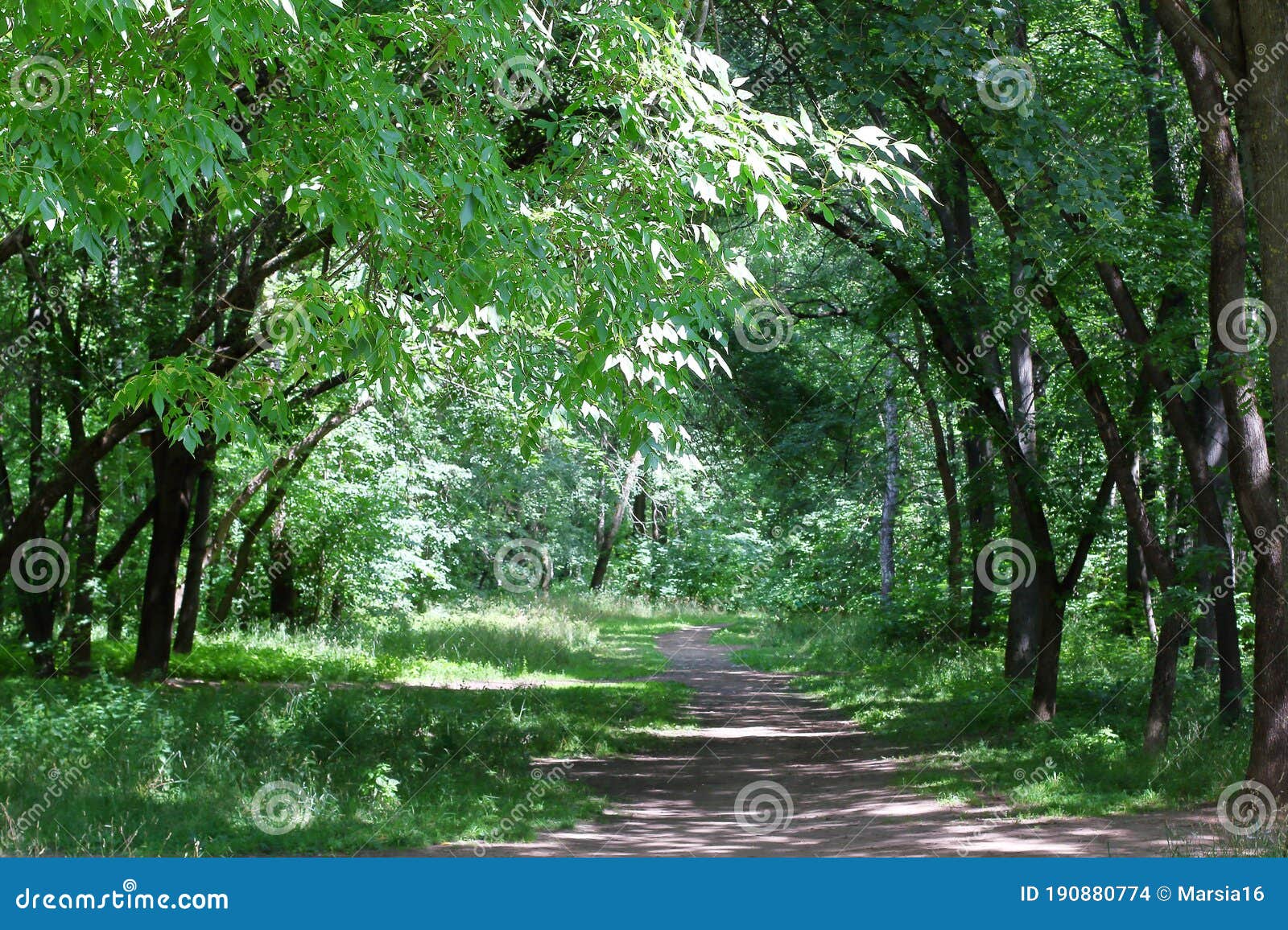 Shady Path in Deciduous Forest Stock Photo - Image of outdoor, tree ...