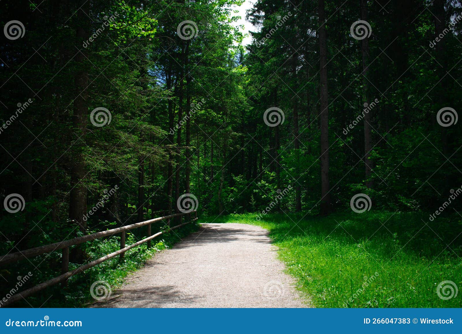 Shady Path Flanked by Tall Trees Stock Image - Image of landscape ...