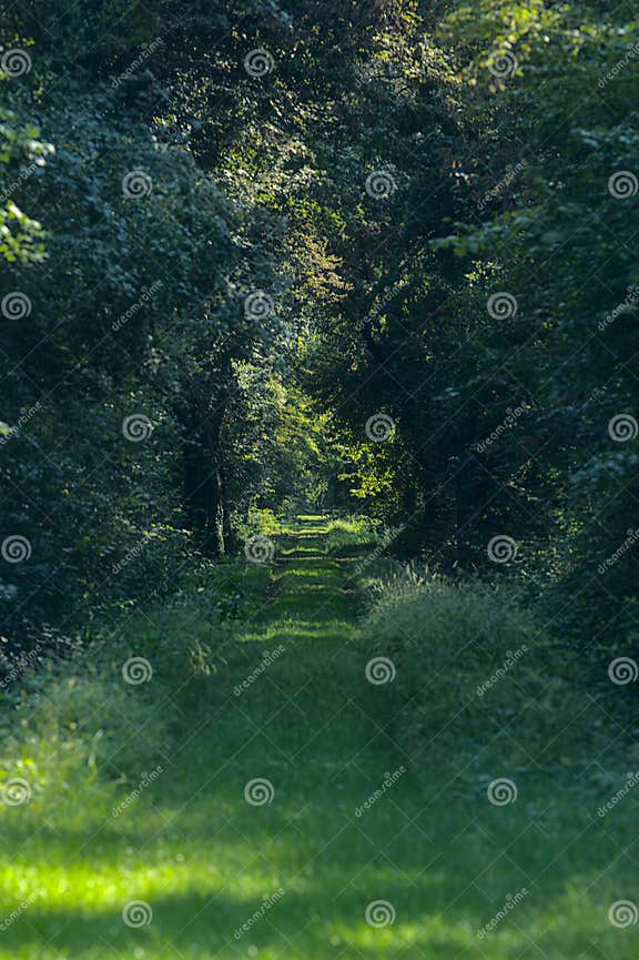 Shady Path in a Forest in the Countryside in Late Summer Stock Image ...