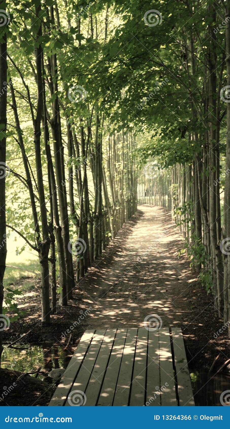 Shady Path Lined with Young Trees Stock Photo - Image of vanishing ...