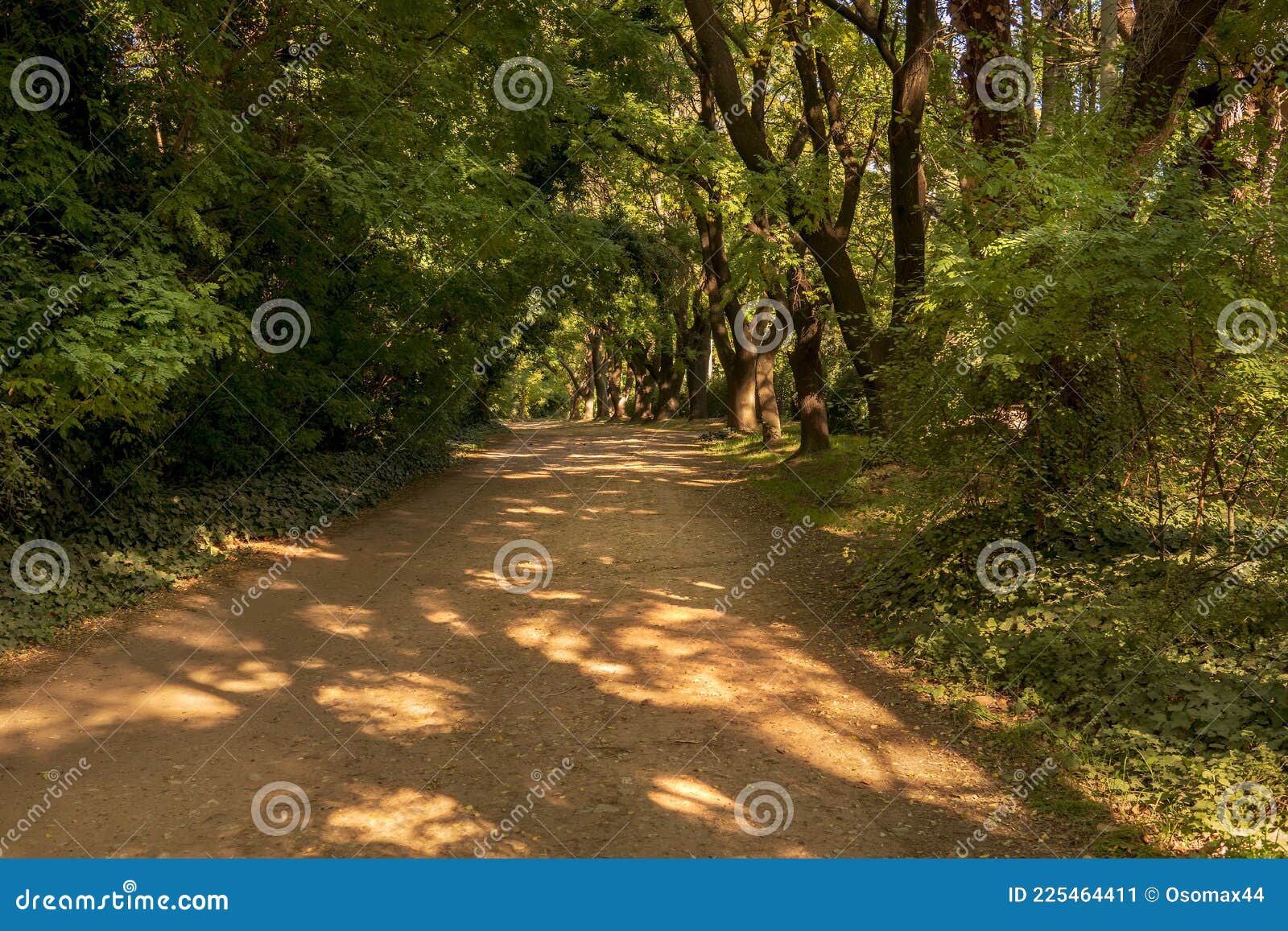 Path Surrounded By Trees Next To A Cabin In Bang Kayak, The Largest ...