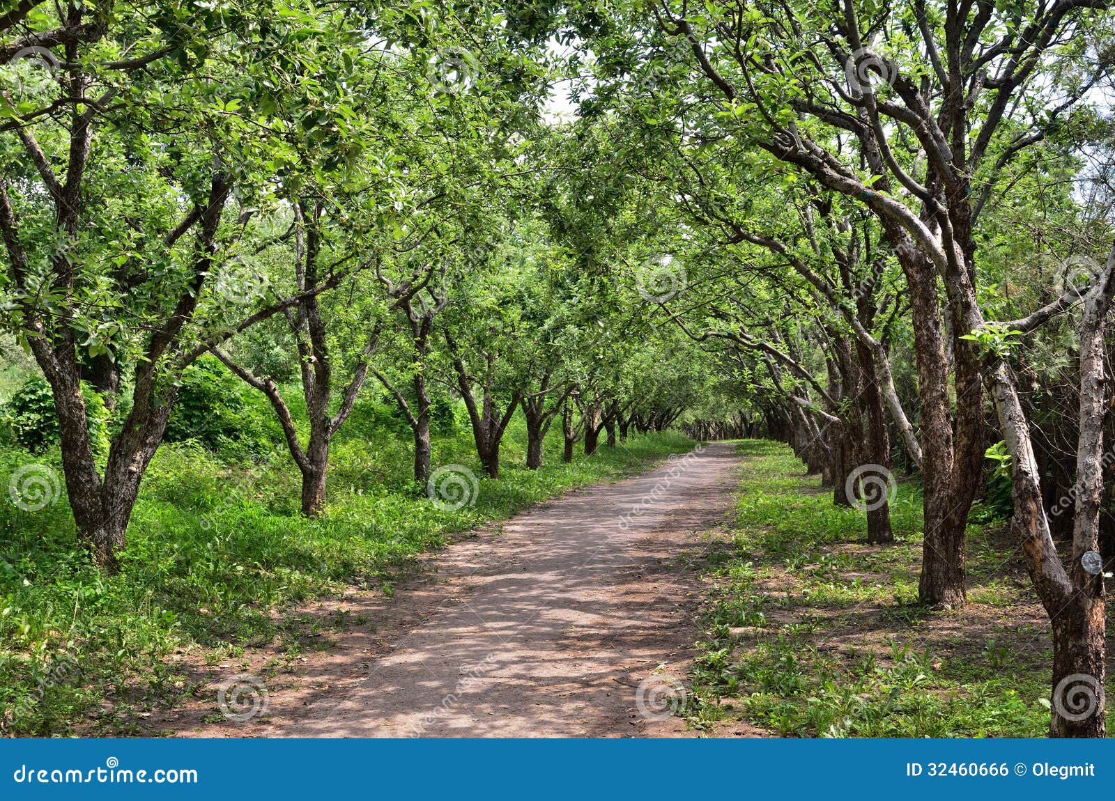 Shady Path Under the Old Fruit Trees Stock Photo - Image of trees, path ...