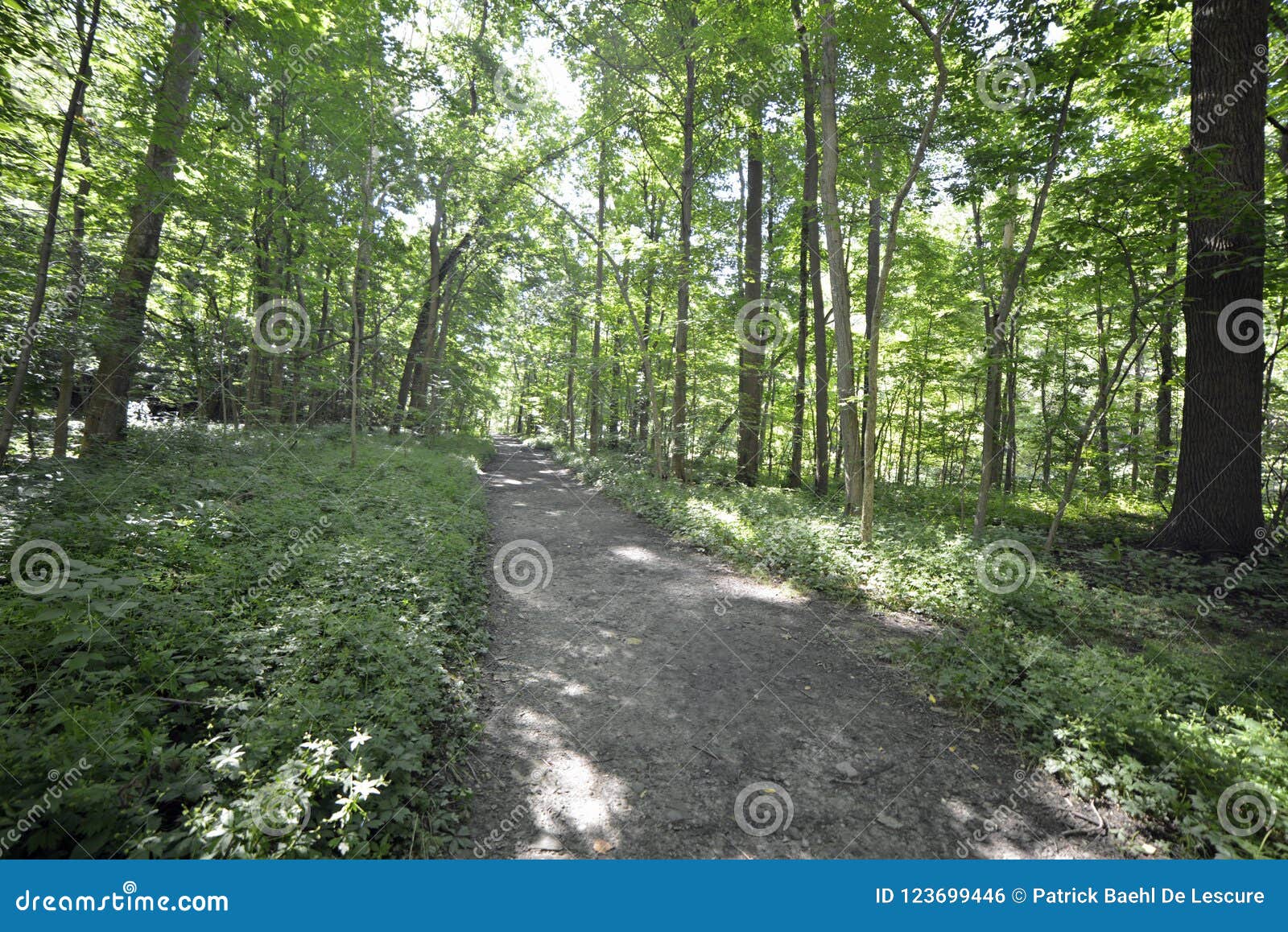 Shady Pathway in the Forest Stock Photo - Image of leaves, vegetation ...