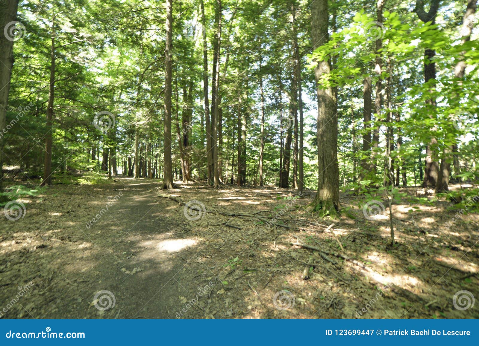 Shady Pathway in the Forest Stock Image - Image of branches, vegetation ...