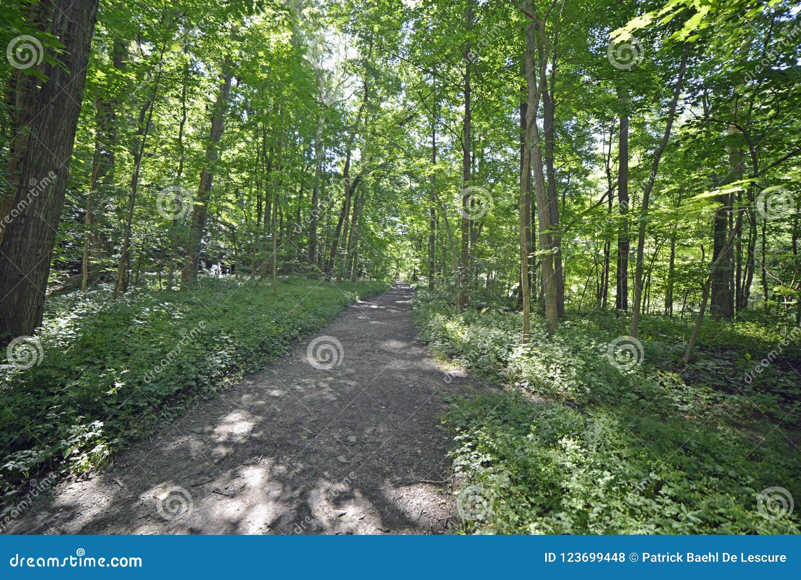 Shady Pathway in the Forest Stock Photo - Image of travel, trunk: 123699448
