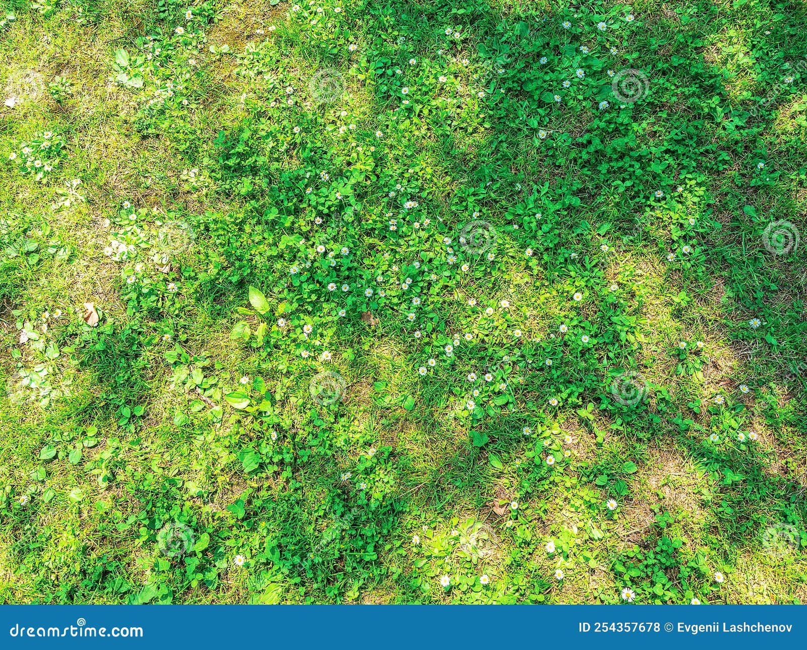 Shady Pattern on a Green Glade Texture. Green Trimmed Lawn with ...