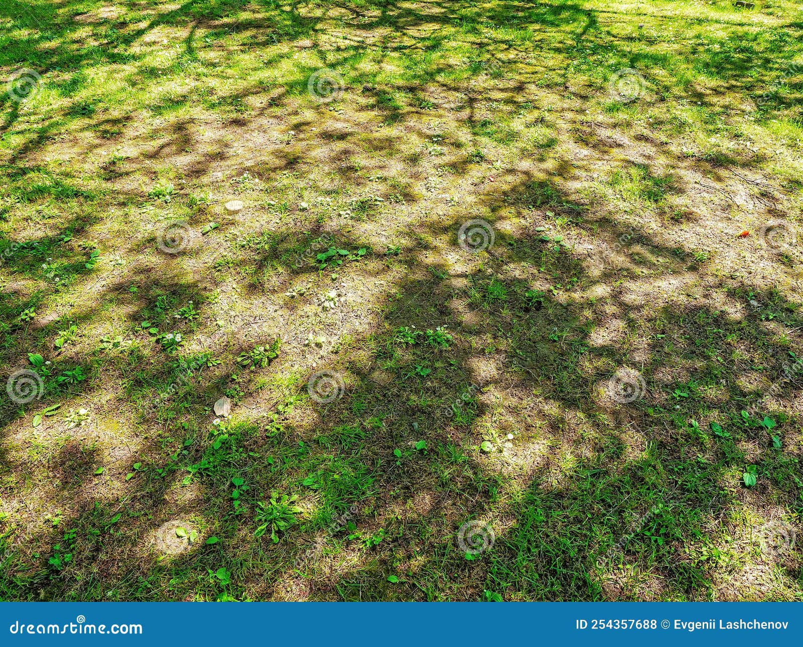 Shady Pattern on the Ground with Short Grass. Full Screen Photo Stock ...