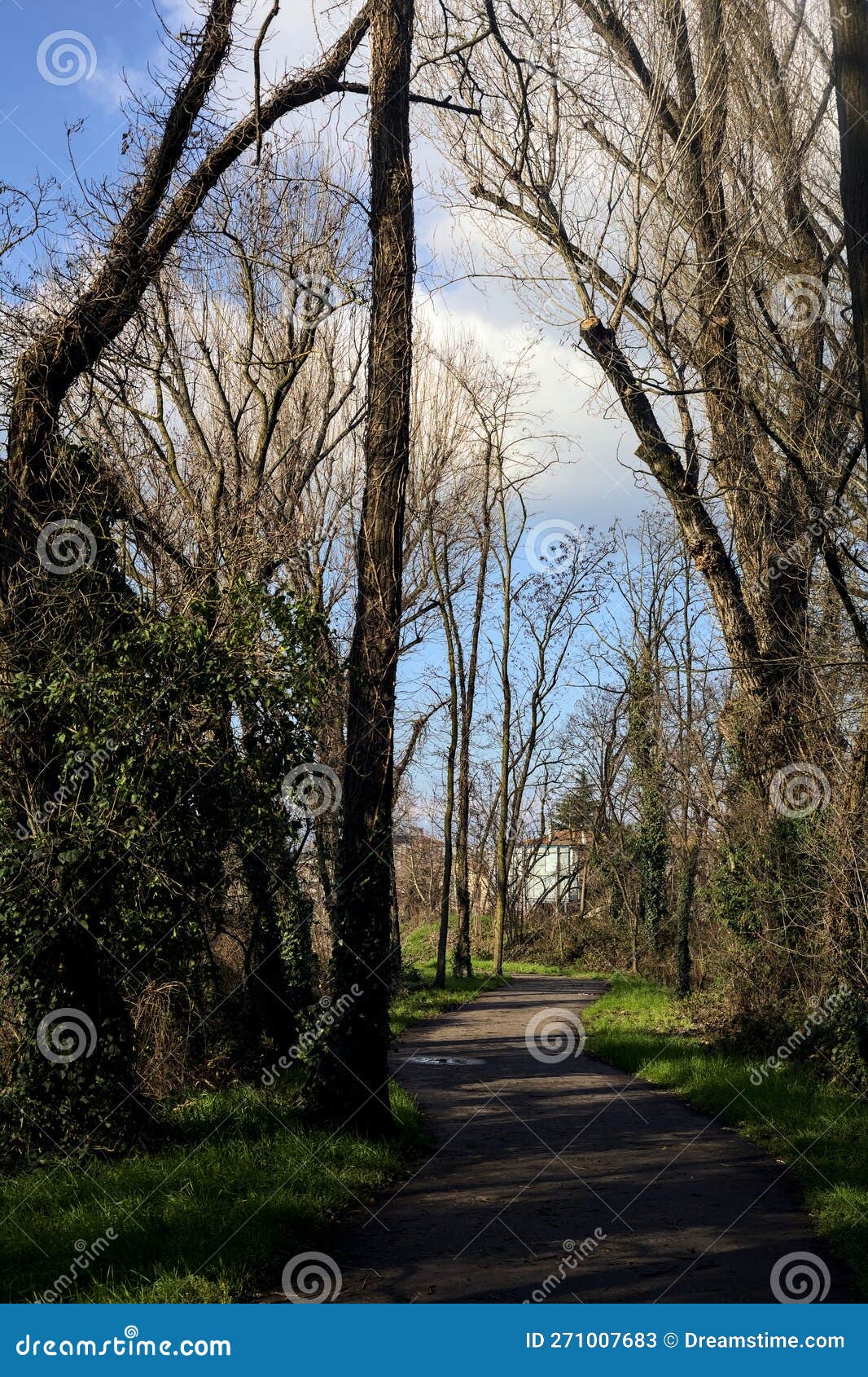 Shady Paved Path in a Grove in Winter in the Italian Countryside Stock ...
