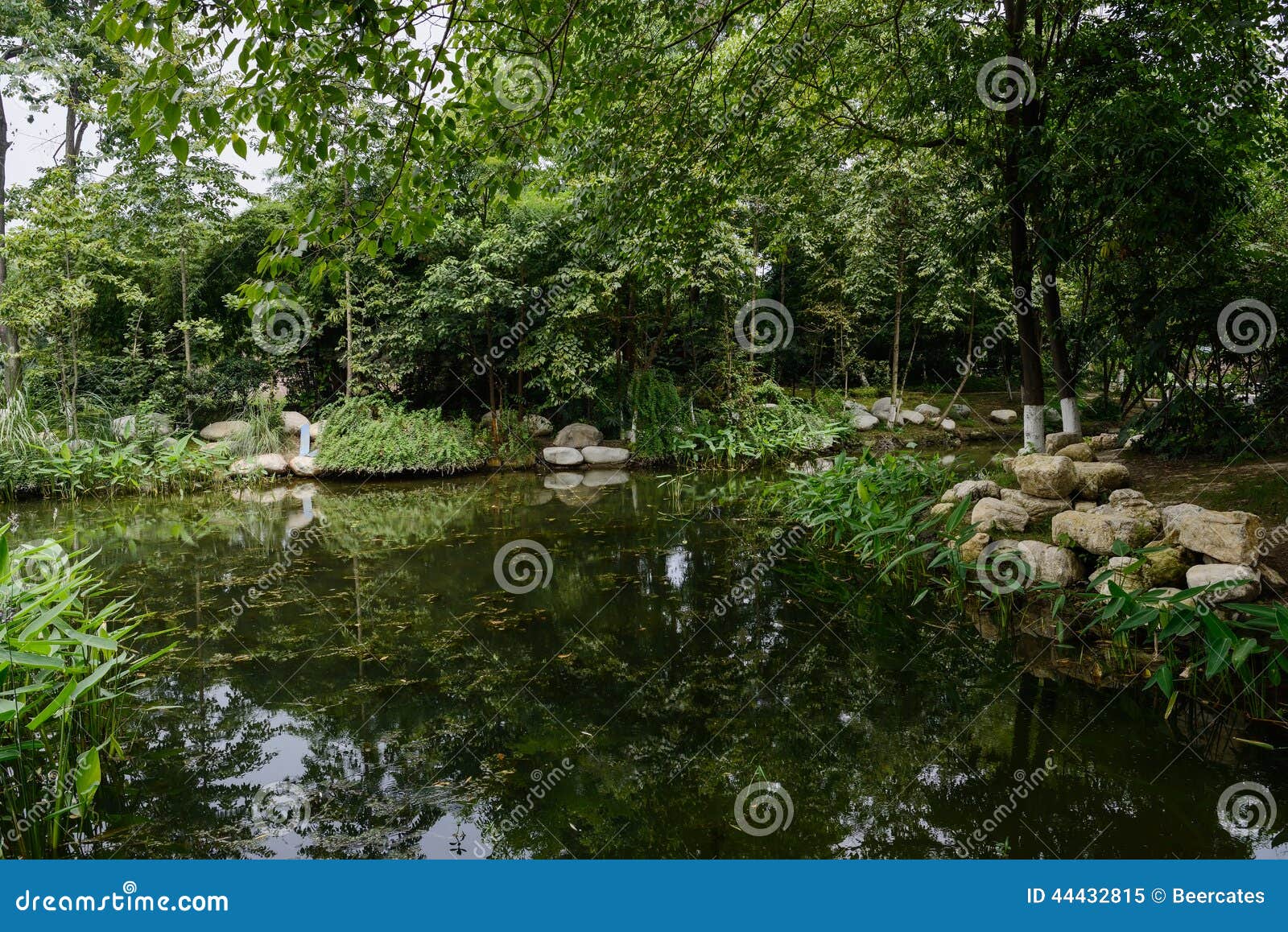 Shady Pond in Verdant Sunny Summer Stock Image - Image of lake ...