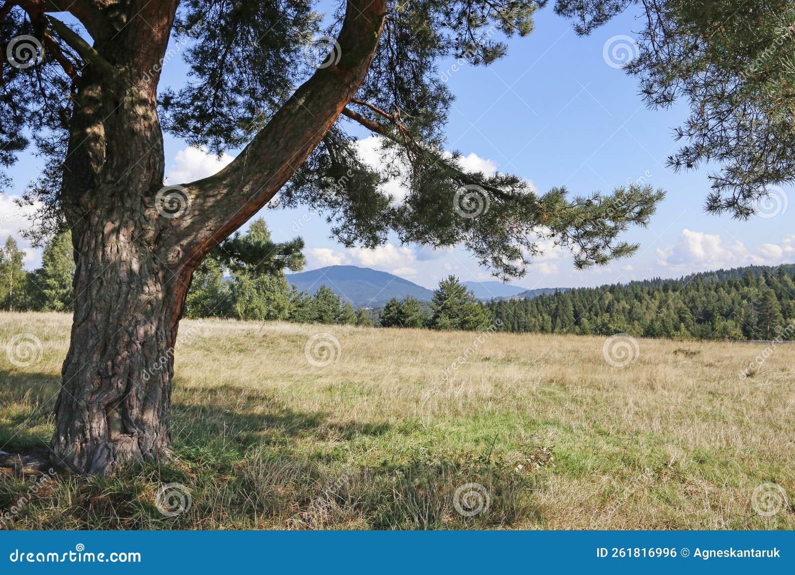 A Shady Spot Under a Large Old Pine Tree on a Hot Day Stock Photo - Image of rural, leaf: 261816996