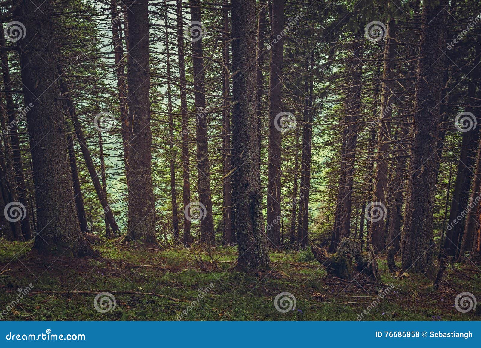 Shady spruce forest stock photo. Image of shady, environment - 76686858