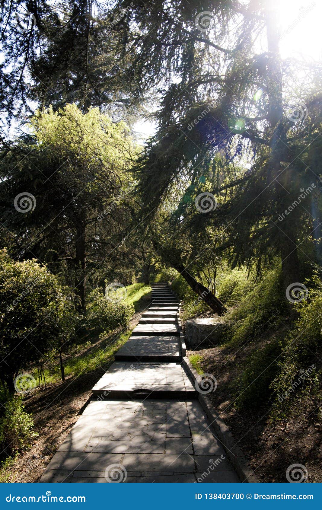 Shady Track in the Park among the Trees Stock Photo - Image of hike ...