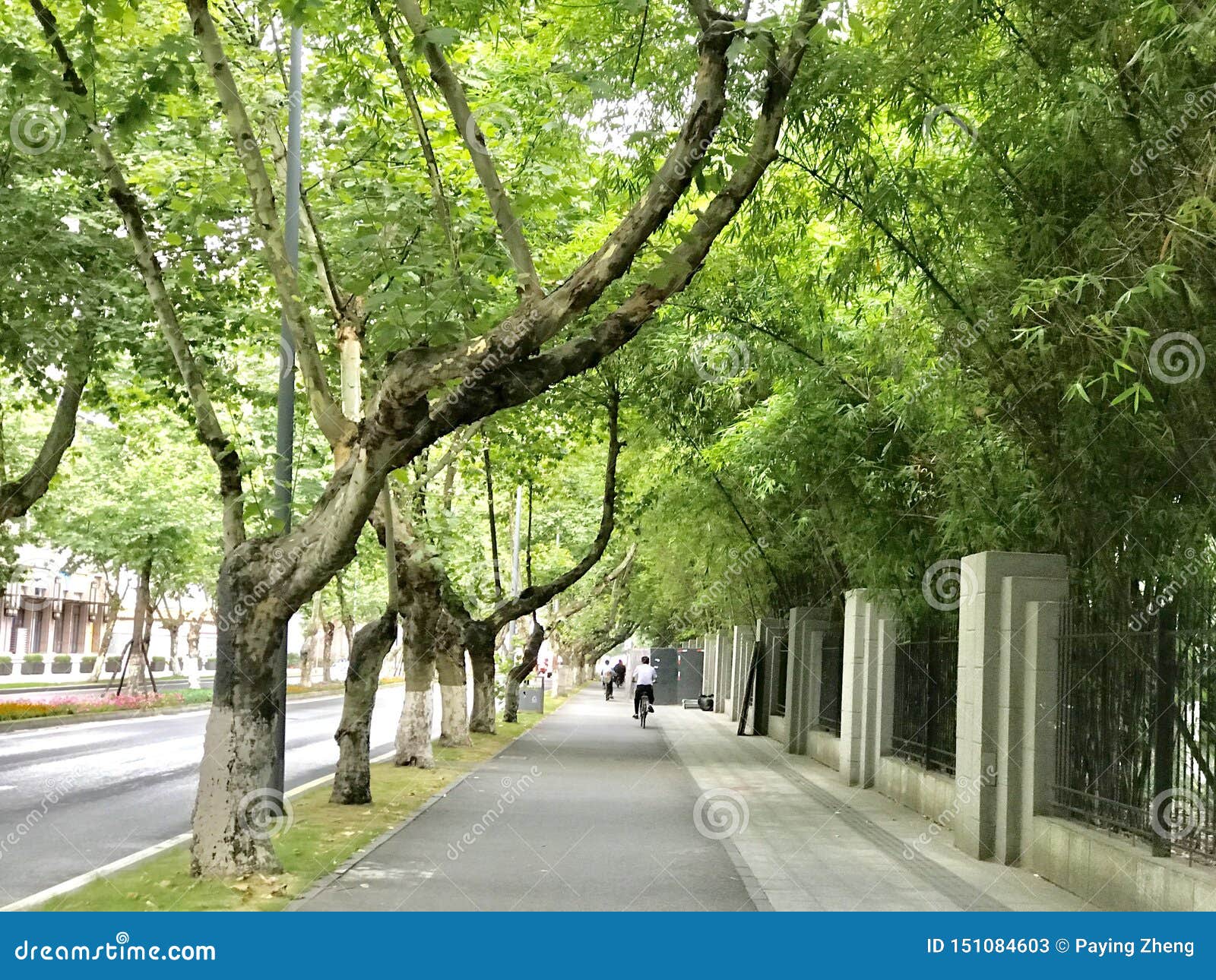A Tree-lined Path, a Cyclist. Stock Image - Image of light, good: 151084603