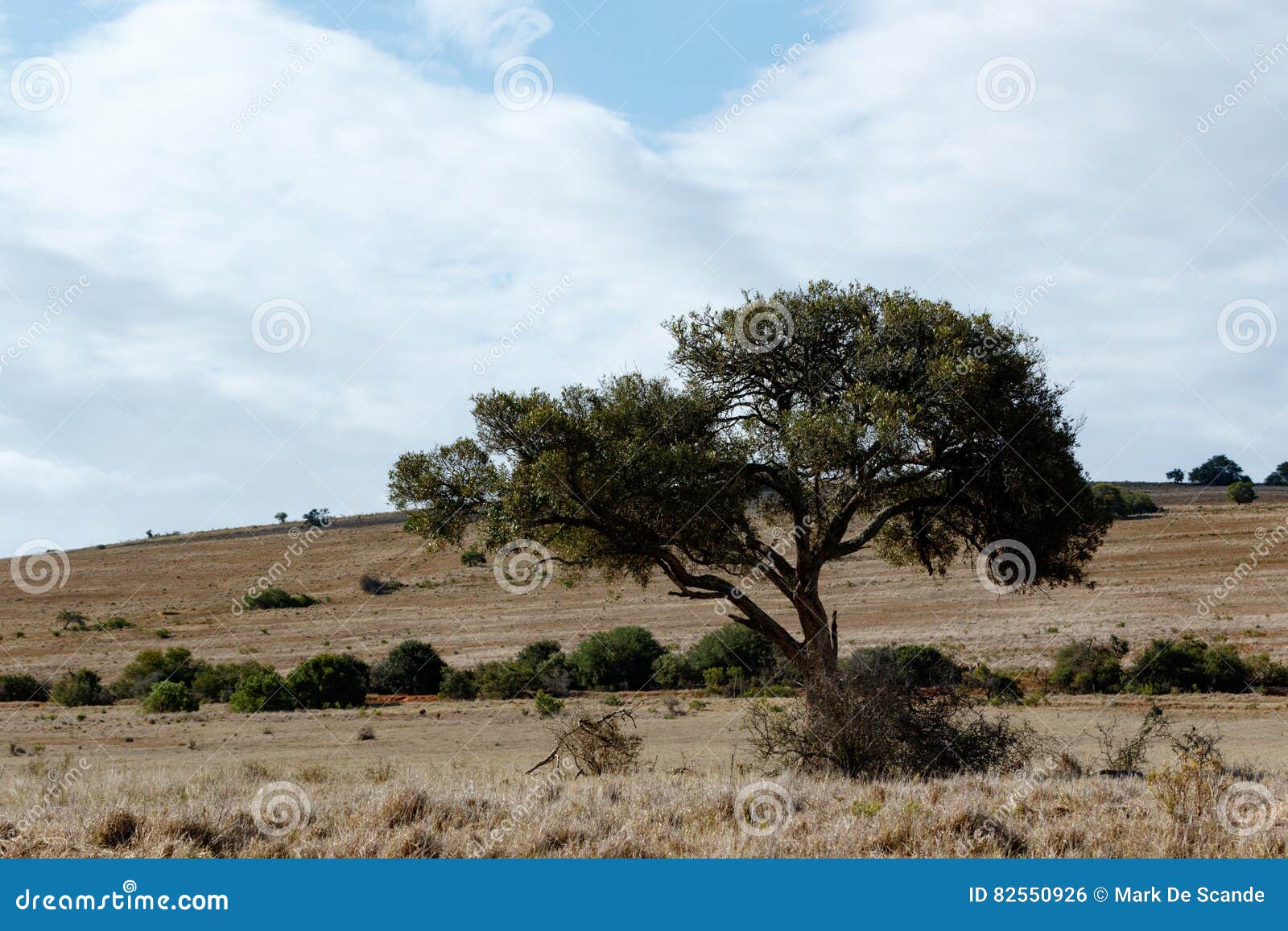 The Shady Tree on a Cloudy Day Stock Photo - Image of region, outdoor ...