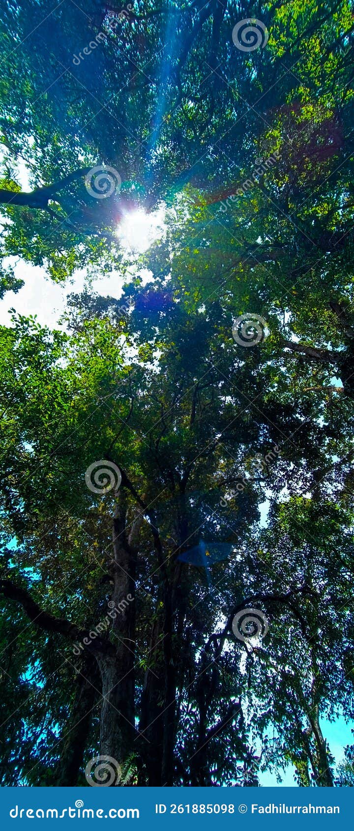 Shady tree in the forest stock photo. Image of sunlight - 261885098