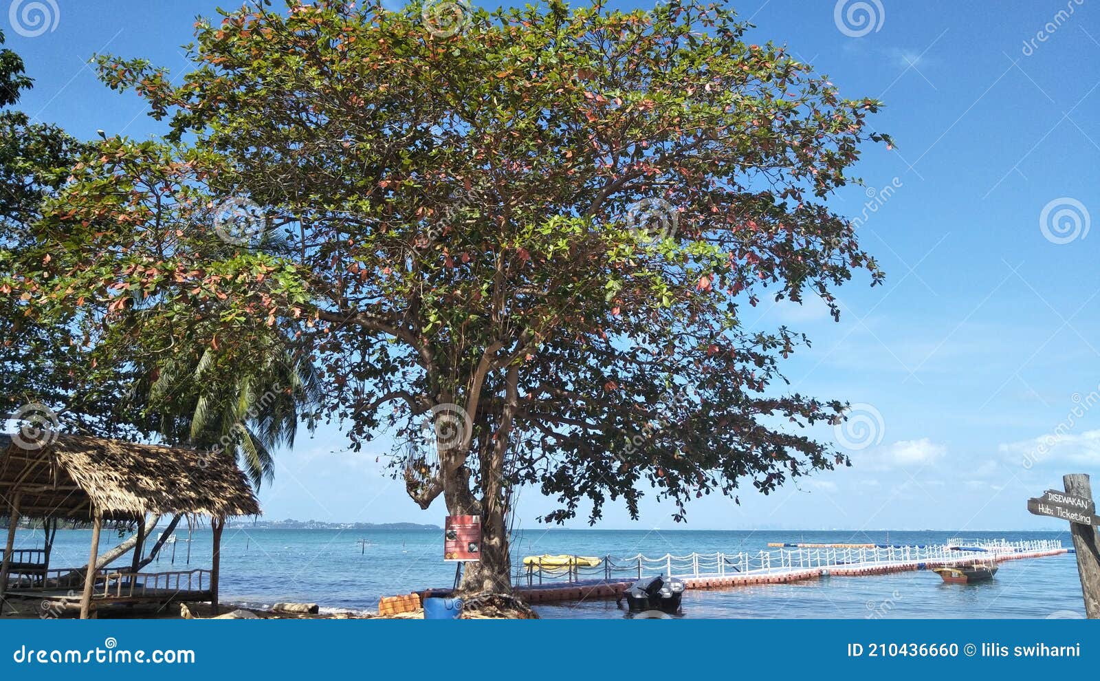 A Shady Tree Growing on the Beach Stock Photo - Image of branch, food ...