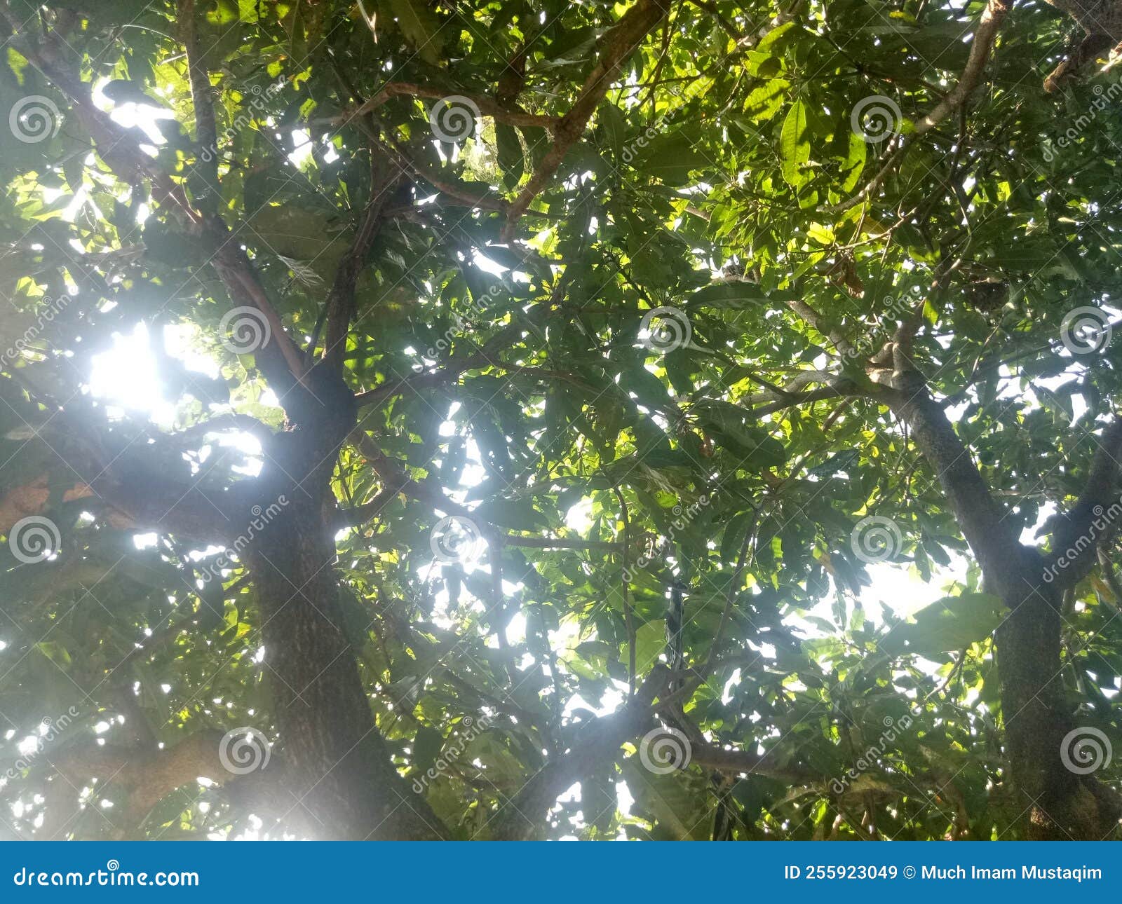 Shady Tree Natural Greenleaf Stock Image - Image of tree, shady: 255923049