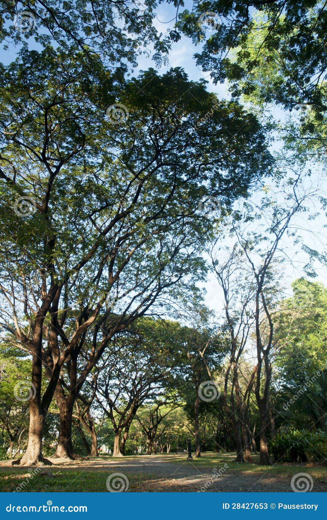 Shady tree in the park stock image. Image of branch, blue - 28427653