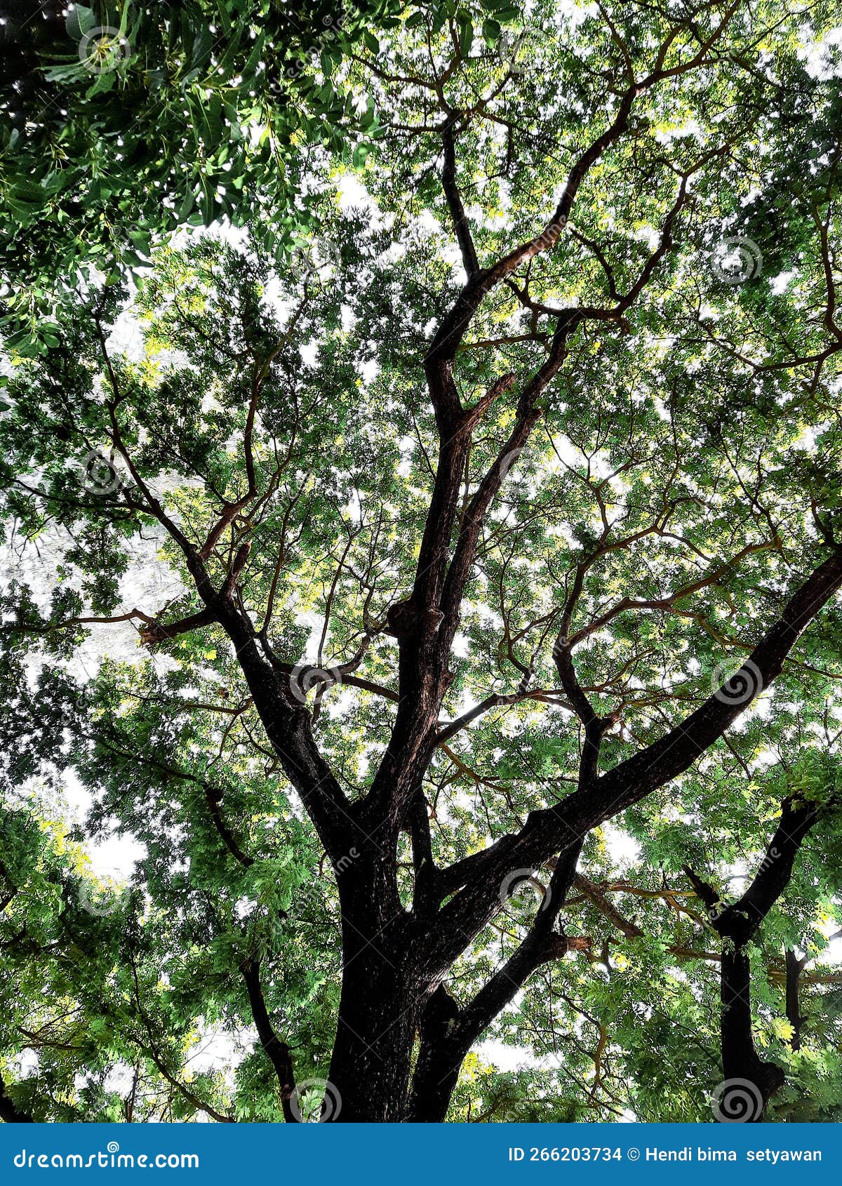 Shady tree stock photo. Image of rindang, woodland, nature - 266203734