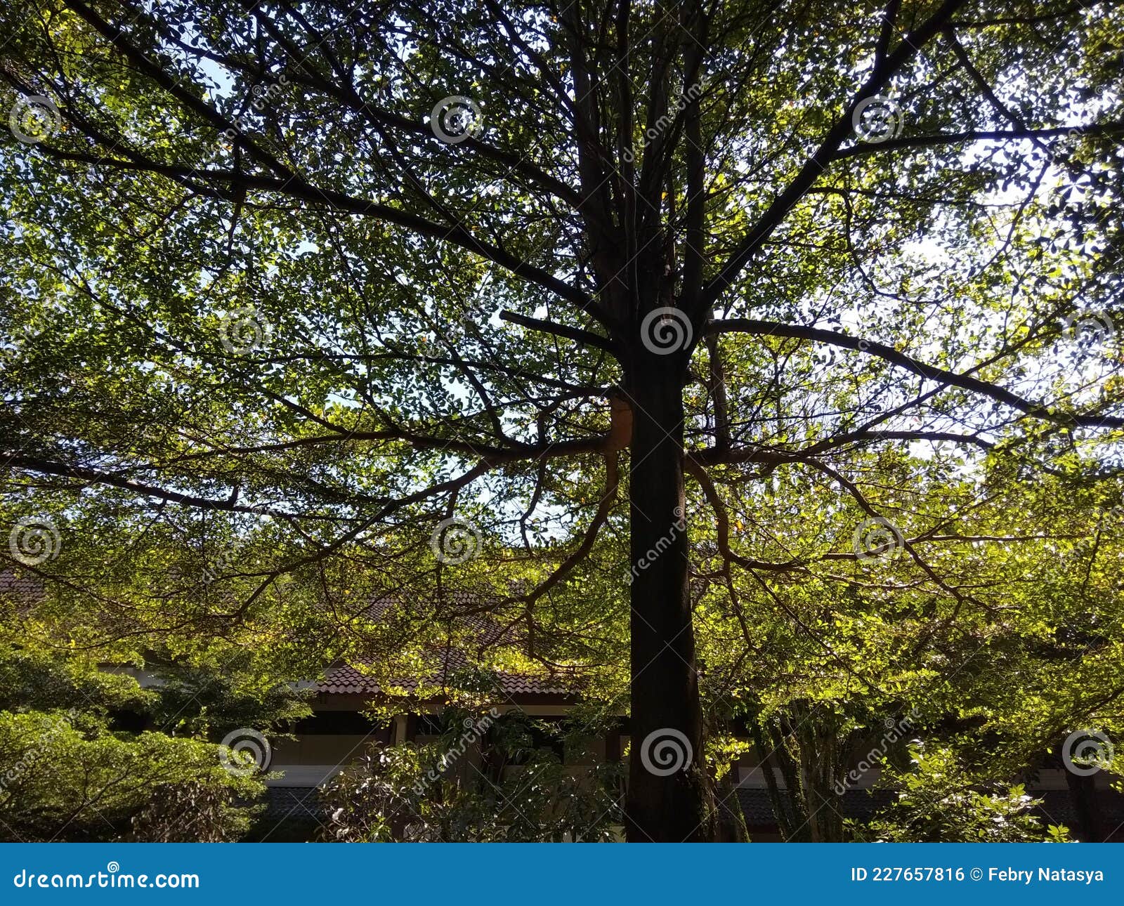 Shady tree, tall tree stock photo. Image of sunlight - 227657816