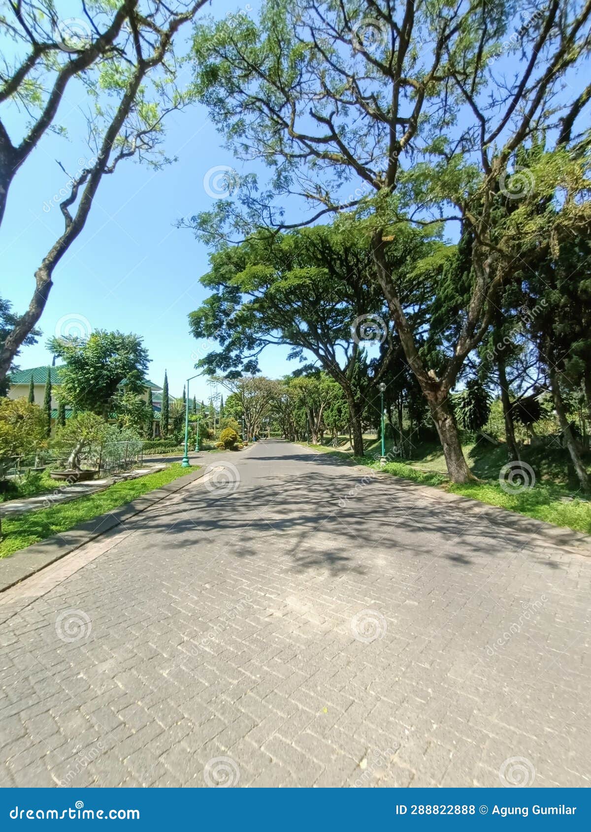 Shady tree Shady tree stock photo. Image of park, flower - 288822888