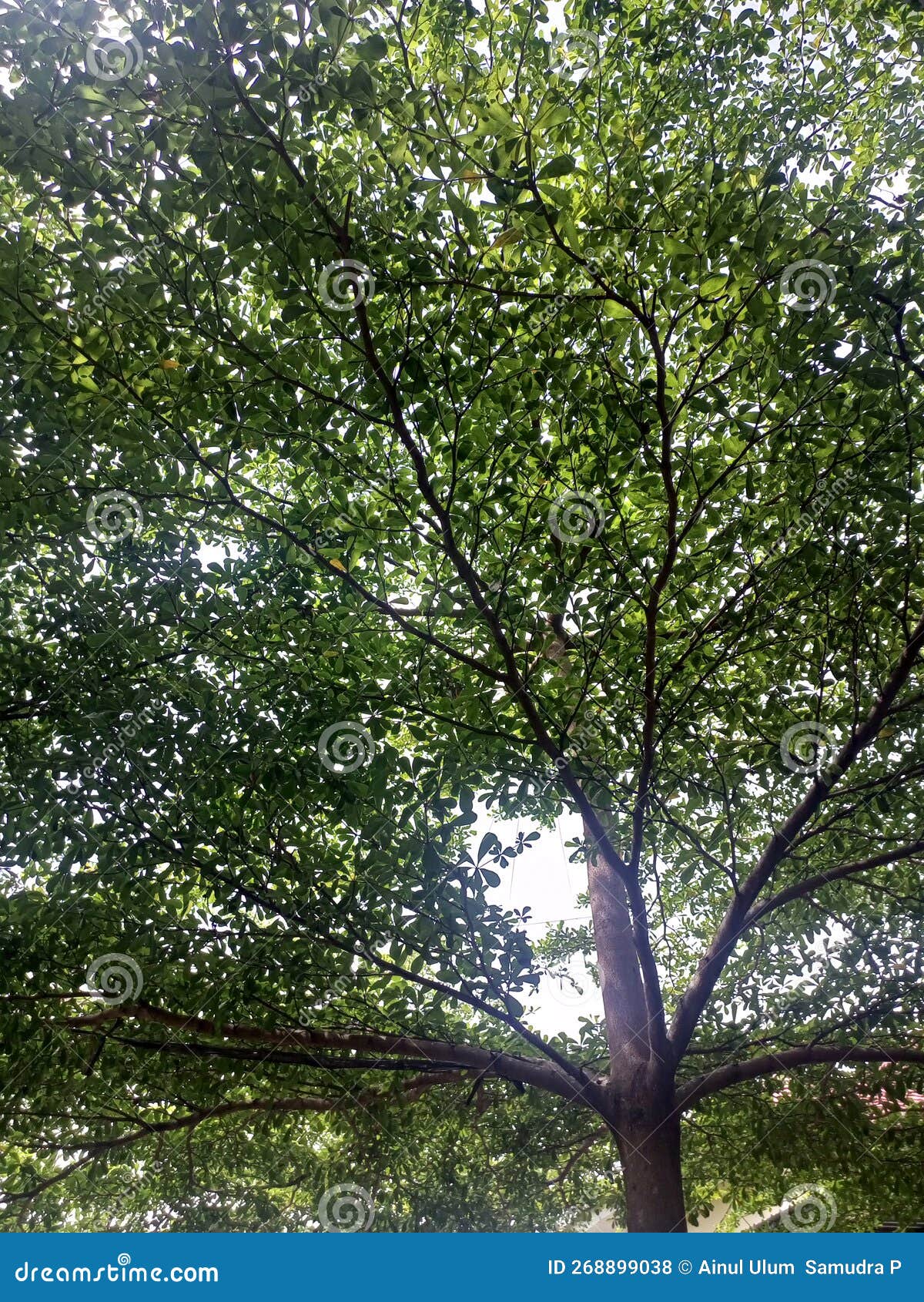 Shady Tree stock photo. Image of autumn, leaf, tree - 268899038