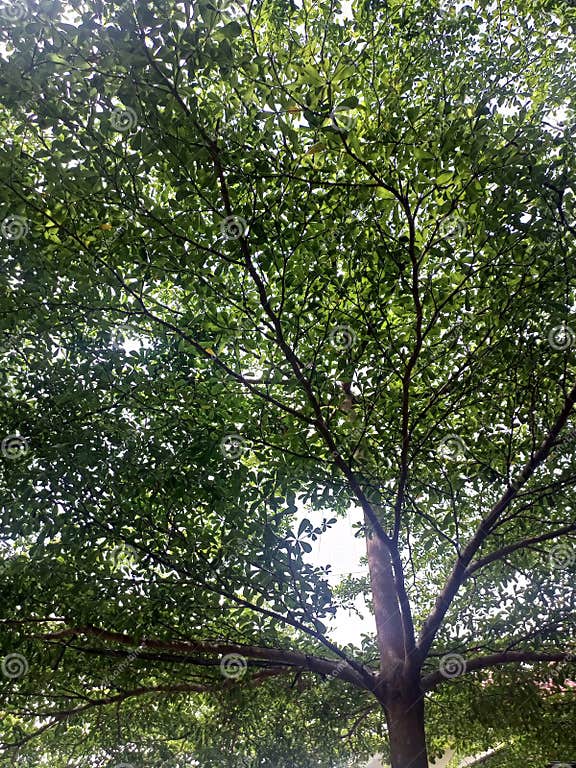 Shady Tree stock photo. Image of autumn, leaf, tree - 268899038