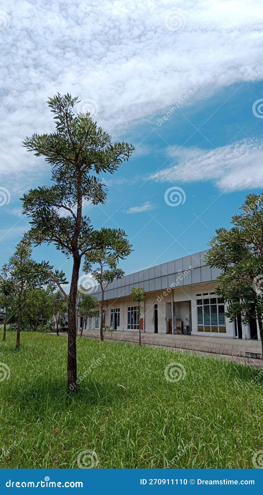 Shady Trees and Beautiful Cool To Look at Stock Photo - Image of estate ...