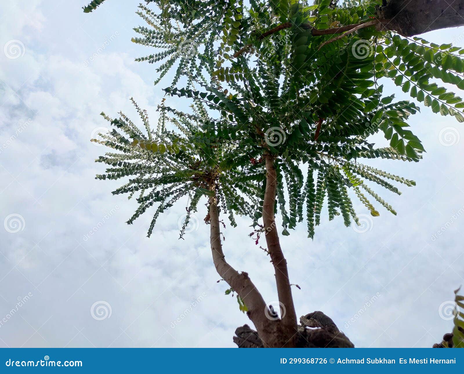 Shady Trees Blowing in the Wind Stock Photo - Image of shrub, tree ...